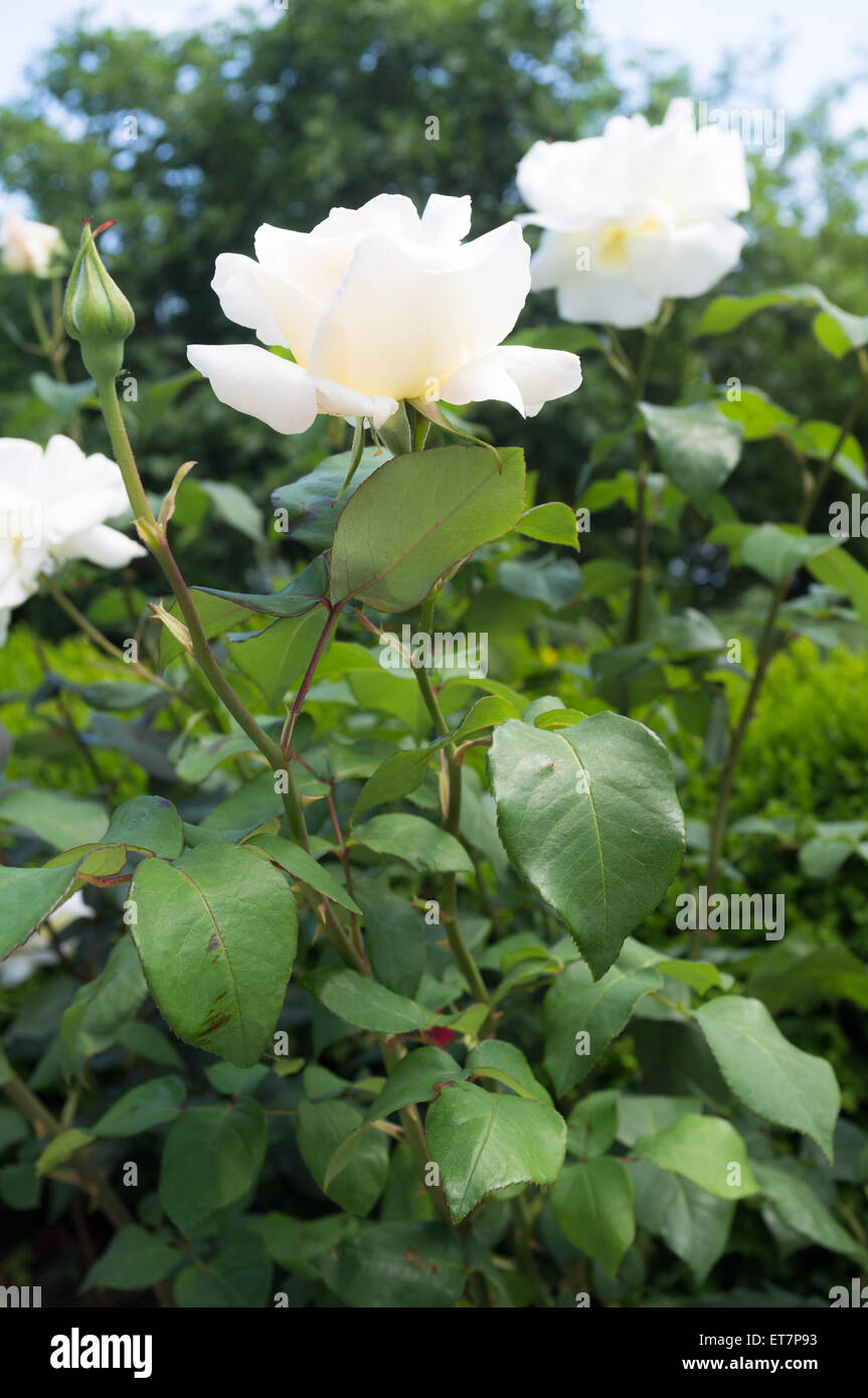 White rose flowers with buds Stock Photo - Alamy