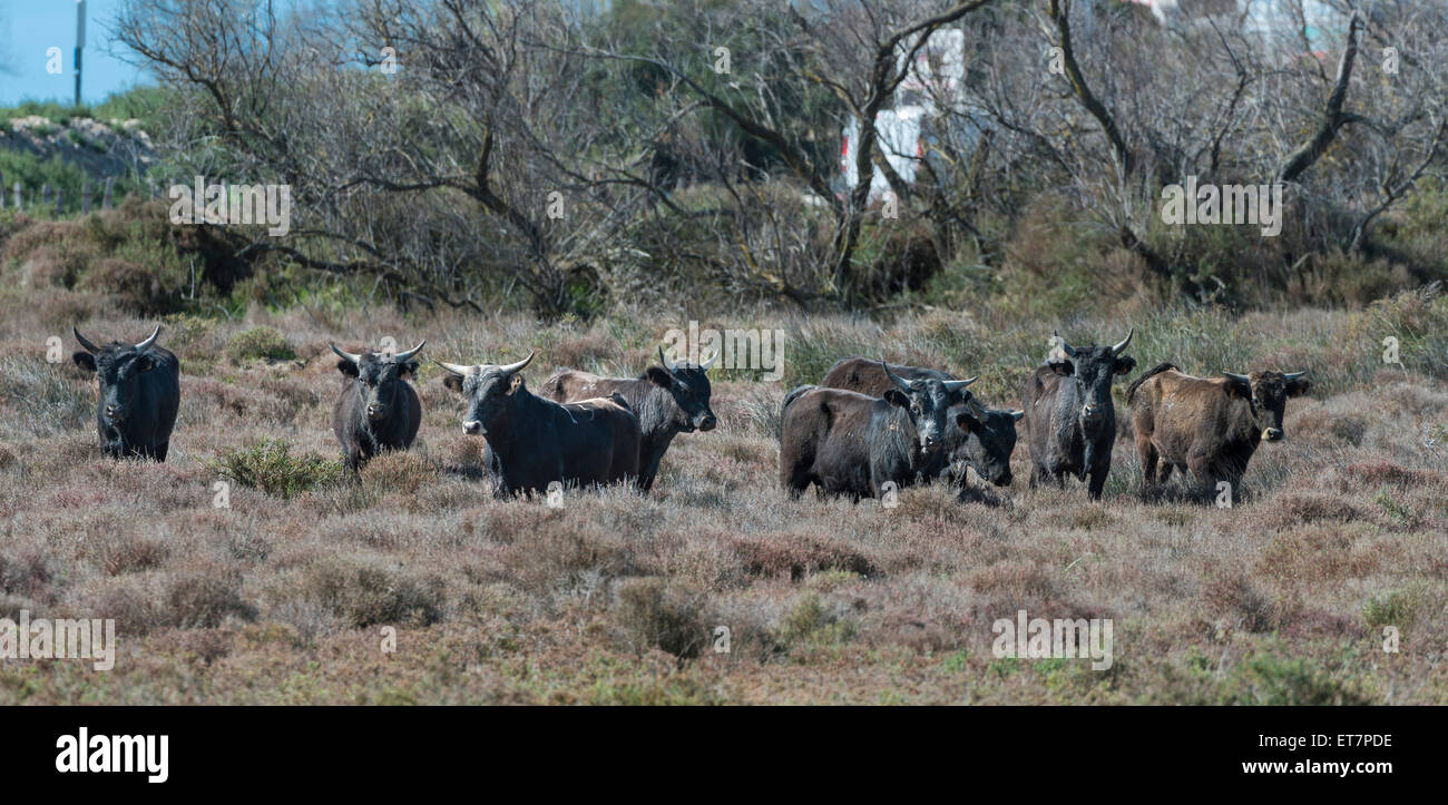 Camargue cattle, free-living herd, Saintes-Maries-de-la-Mer, Provence ...