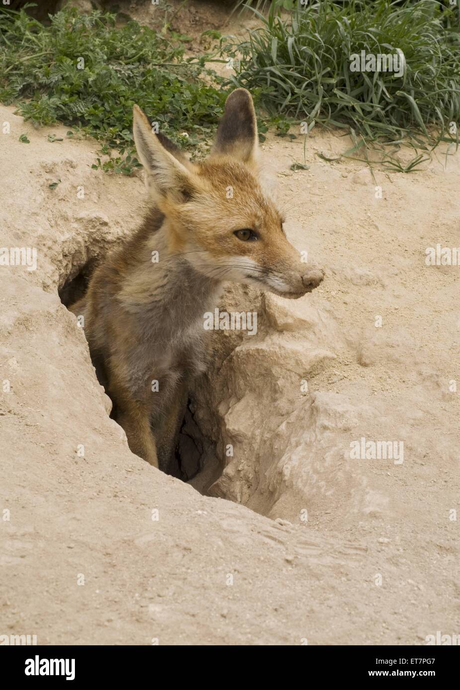 Rot Fuchs High Resolution Stock Photography and Images - Alamy