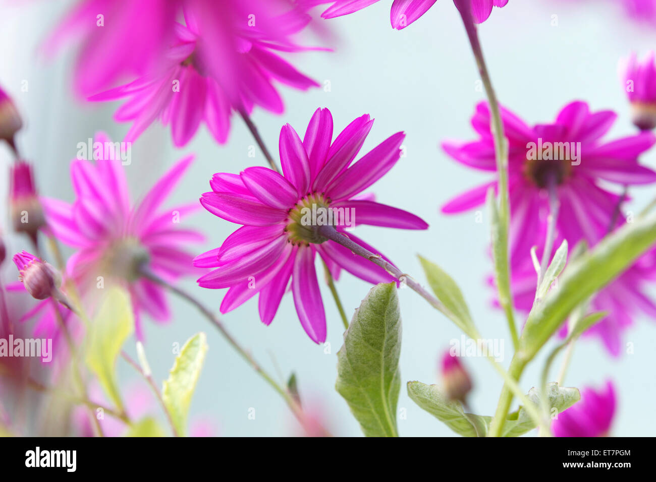 Magenta flowers hi-res stock photography and images - Alamy