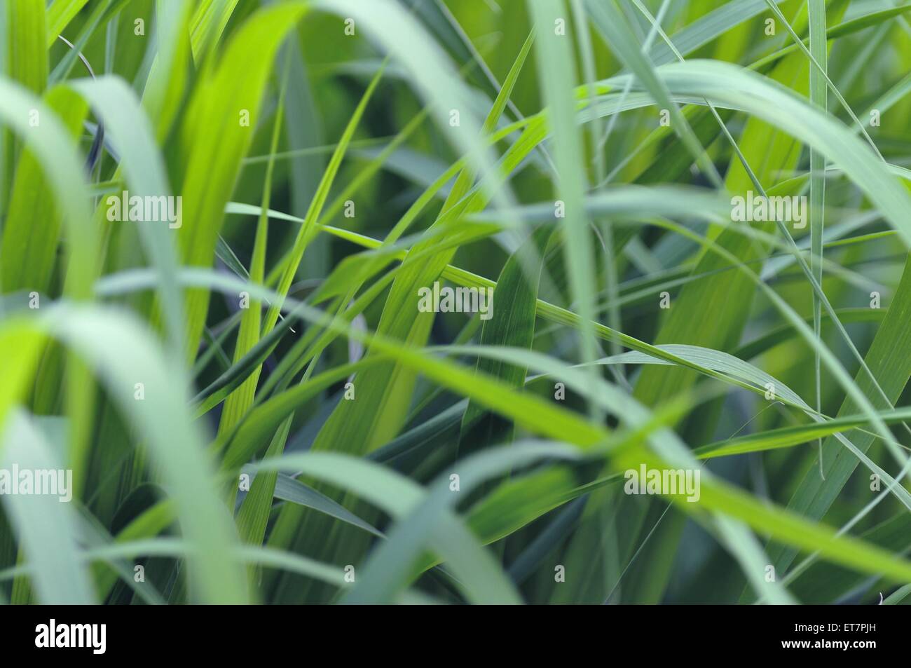 im Gras, Deutschland | in grass, Germany Stock Photo - Alamy