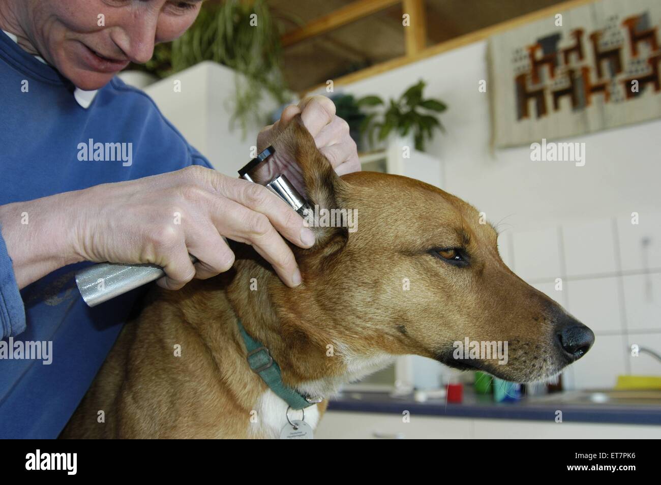Haushund (Canis lupus f. familiaris), Hund beim Tierarzt | domestic dog ...