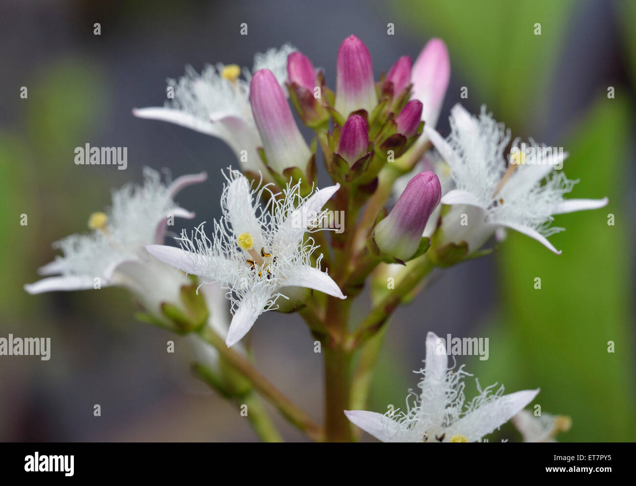 Bogbean - Menyanthes trifoliata Aquatic lake plant Stock Photo - Alamy