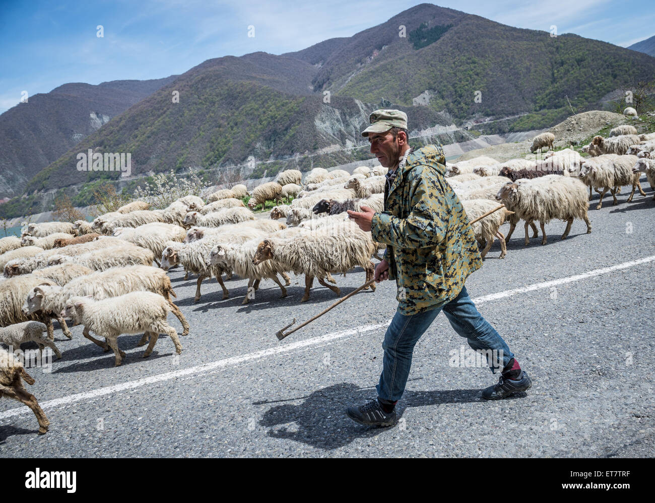 Trailing of sheep hi-res stock photography and images - Alamy