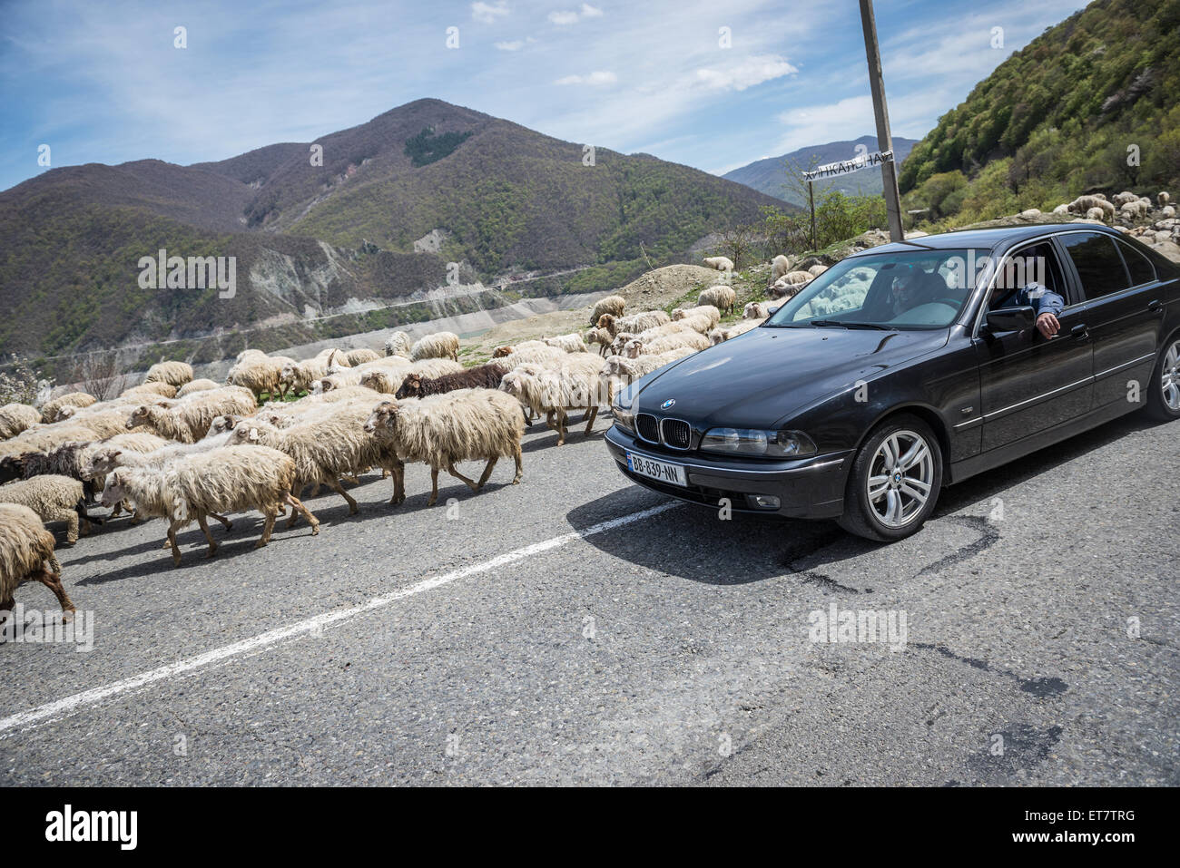 Trailing of sheep hi-res stock photography and images - Alamy
