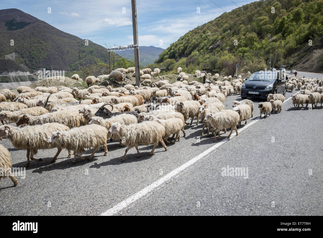 Trailing of sheep hi-res stock photography and images - Alamy
