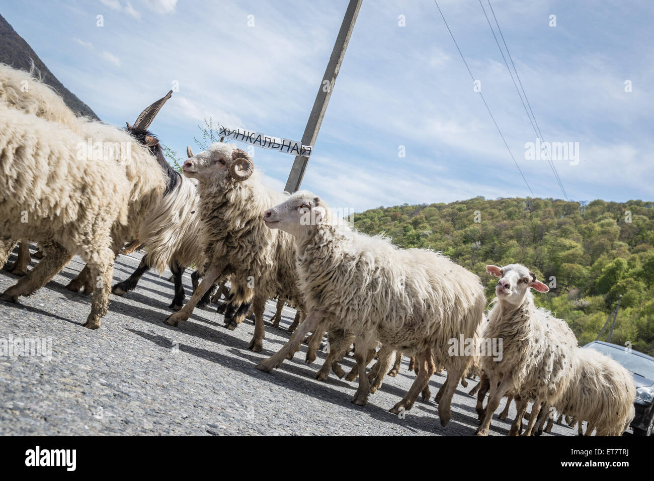 Trailing of sheep hi-res stock photography and images - Alamy