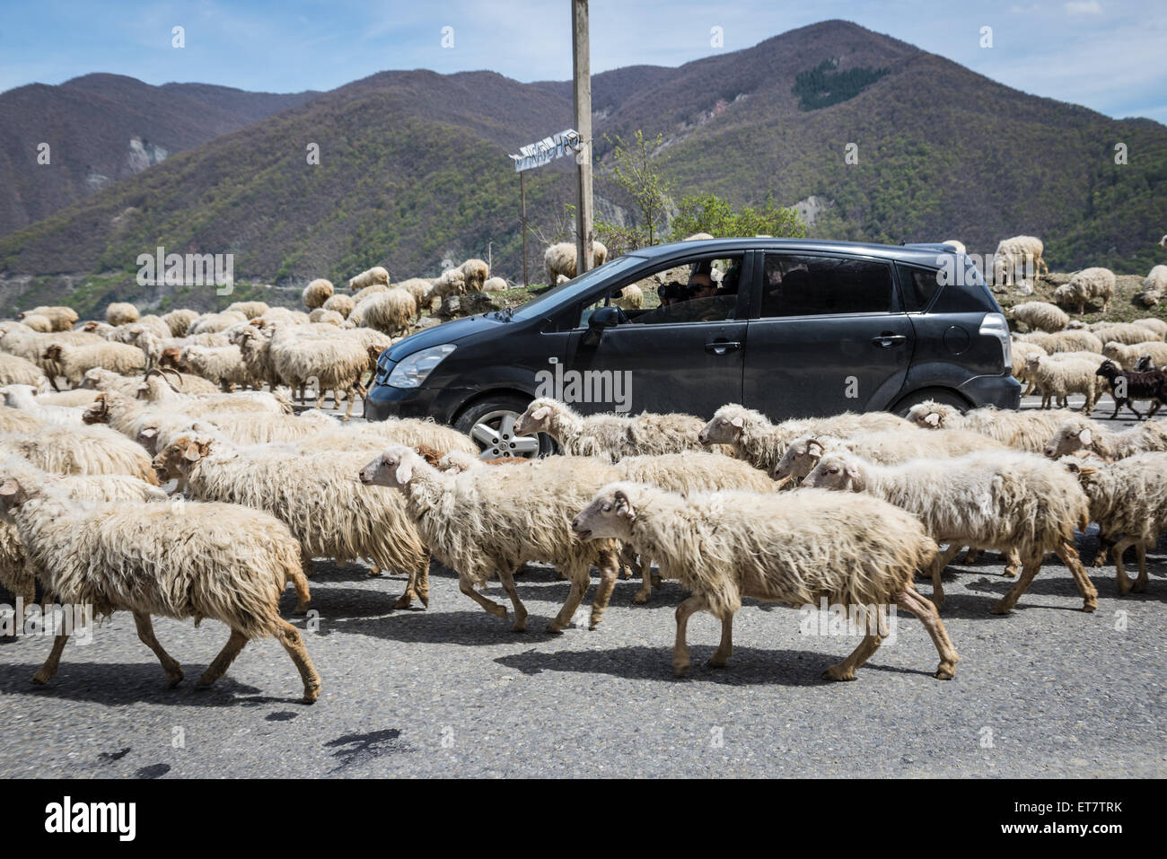 Trailing of sheep hi-res stock photography and images - Alamy