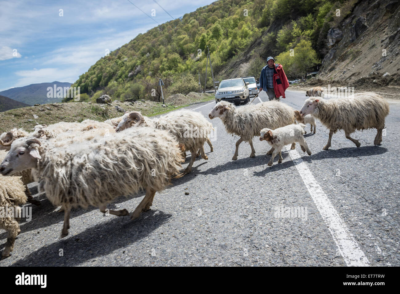 Trailing of sheep hi-res stock photography and images - Alamy