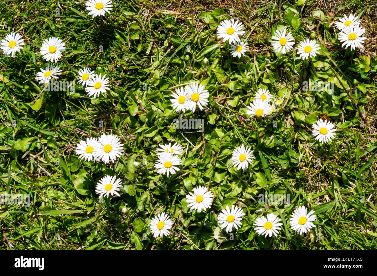 White daisy, Asteraceae, Bellis perennis, background Stock Photo - Alamy