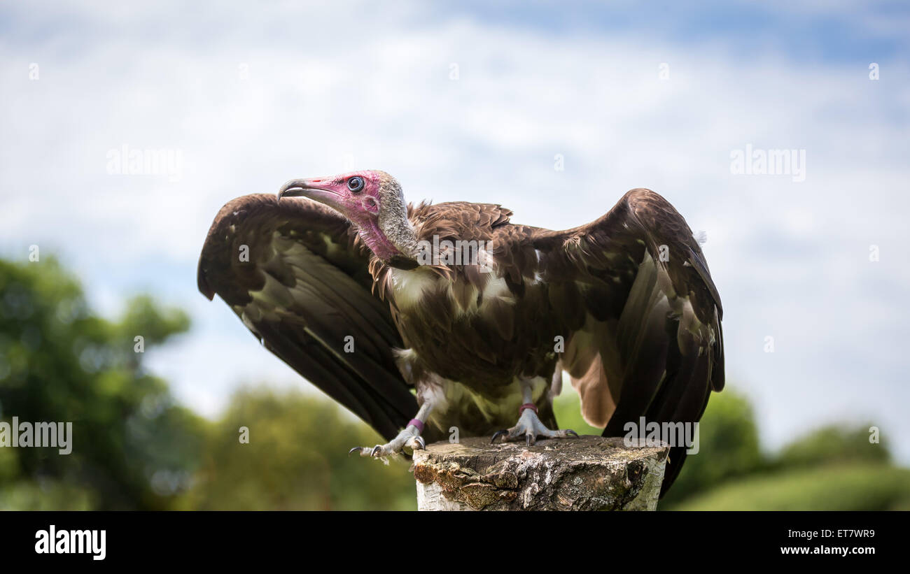 Vulture talon hi-res stock photography and images - Alamy