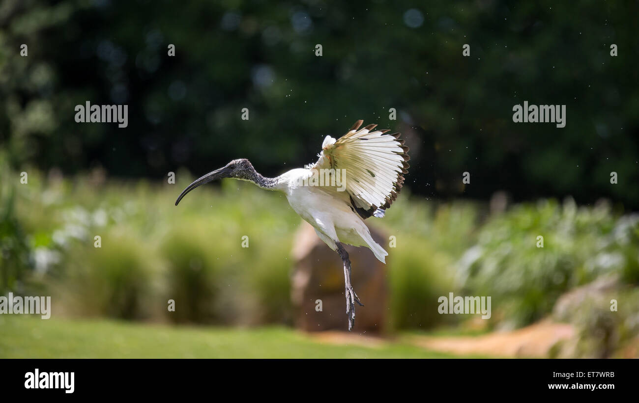 Ibis in flight Stock Photo - Alamy