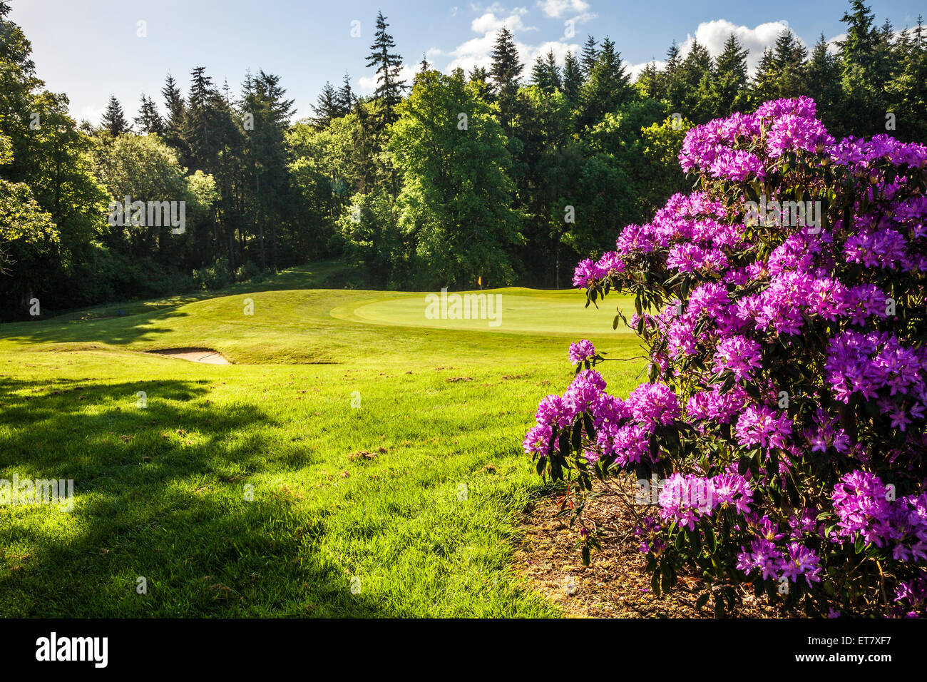 Putting Green Hole High Resolution Stock Photography and Images - Alamy