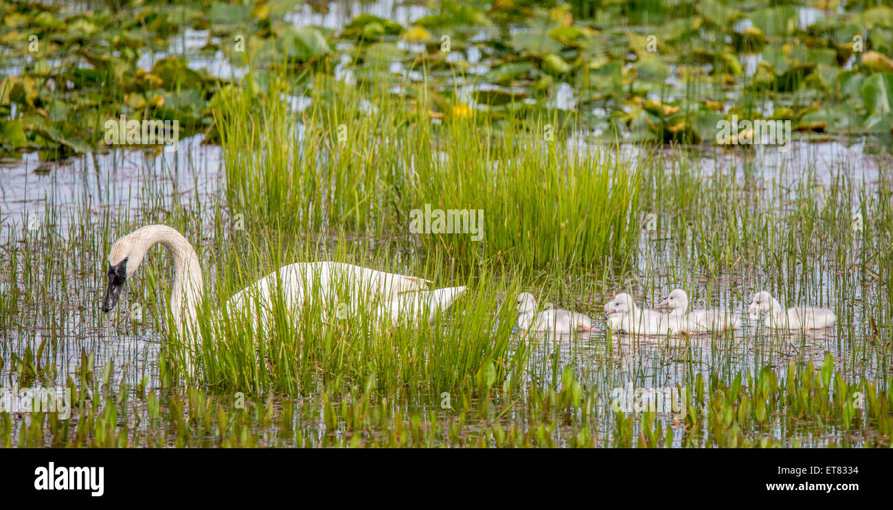 Adult Trumpeter Swans and Cygnets, Swan Lake, Island Park, Idaho, USA ...