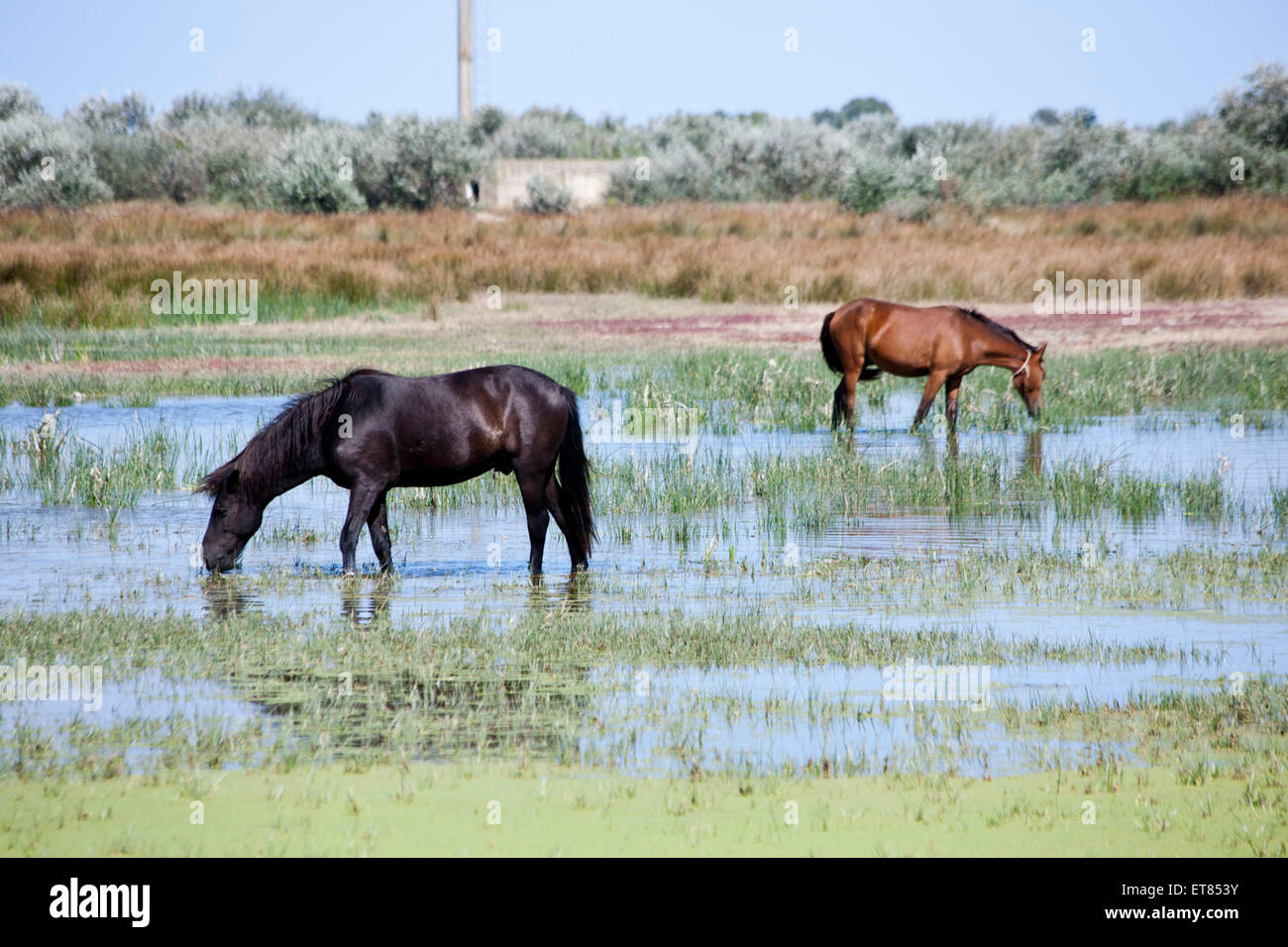 Horses drinking water in a swamp Stock Photo - Alamy