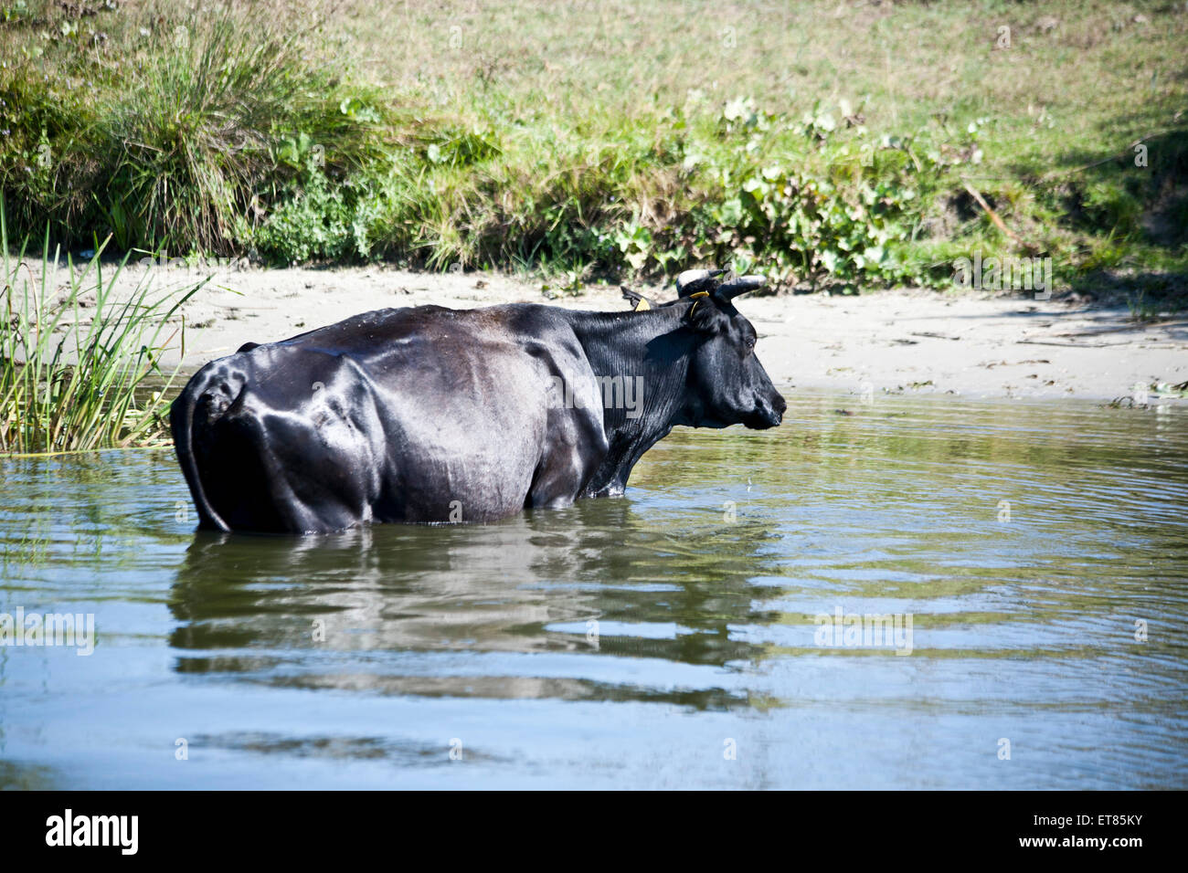 A cow walking in water Stock Photo - Alamy