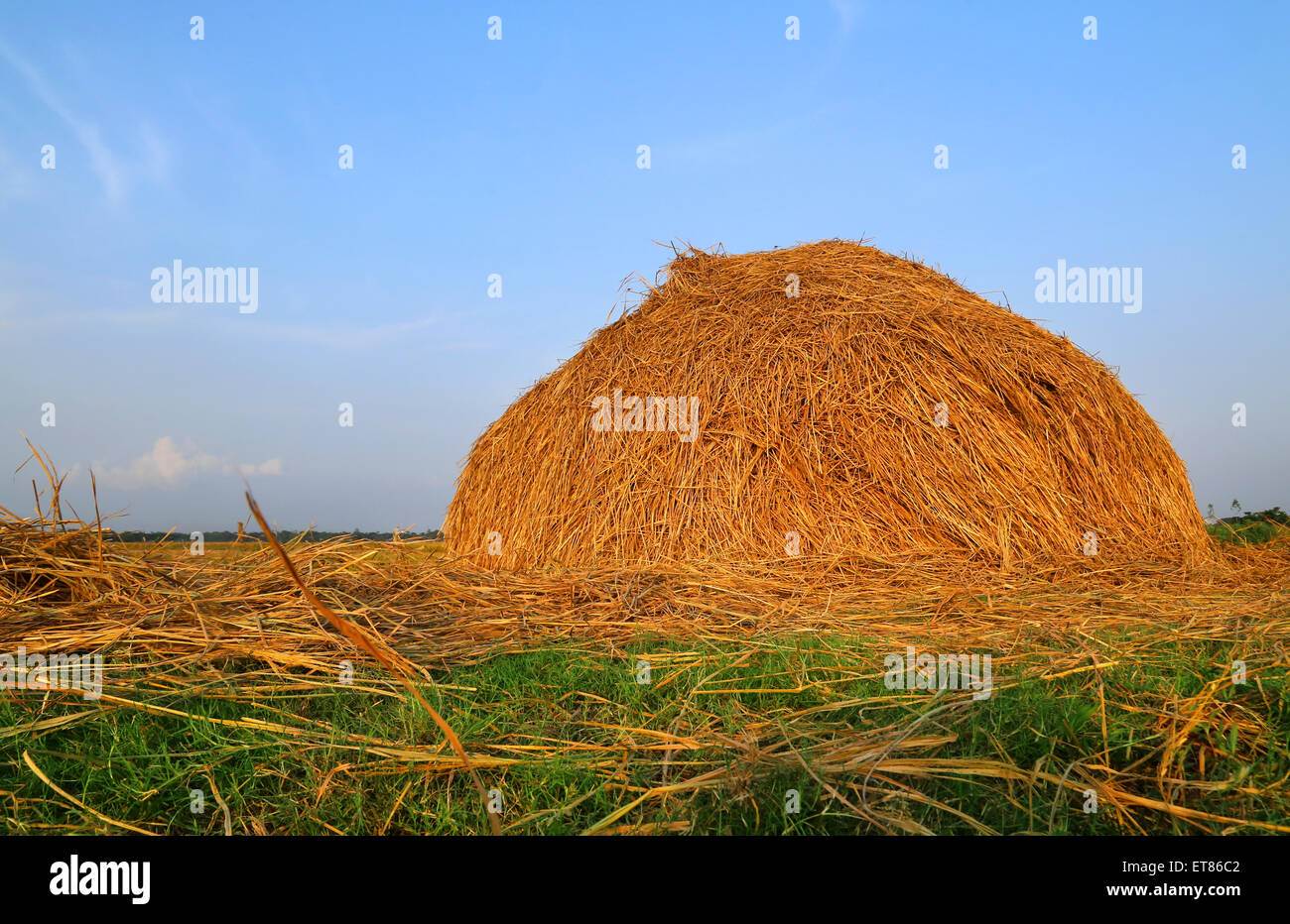 Bunch of paddy hi-res stock photography and images - Alamy