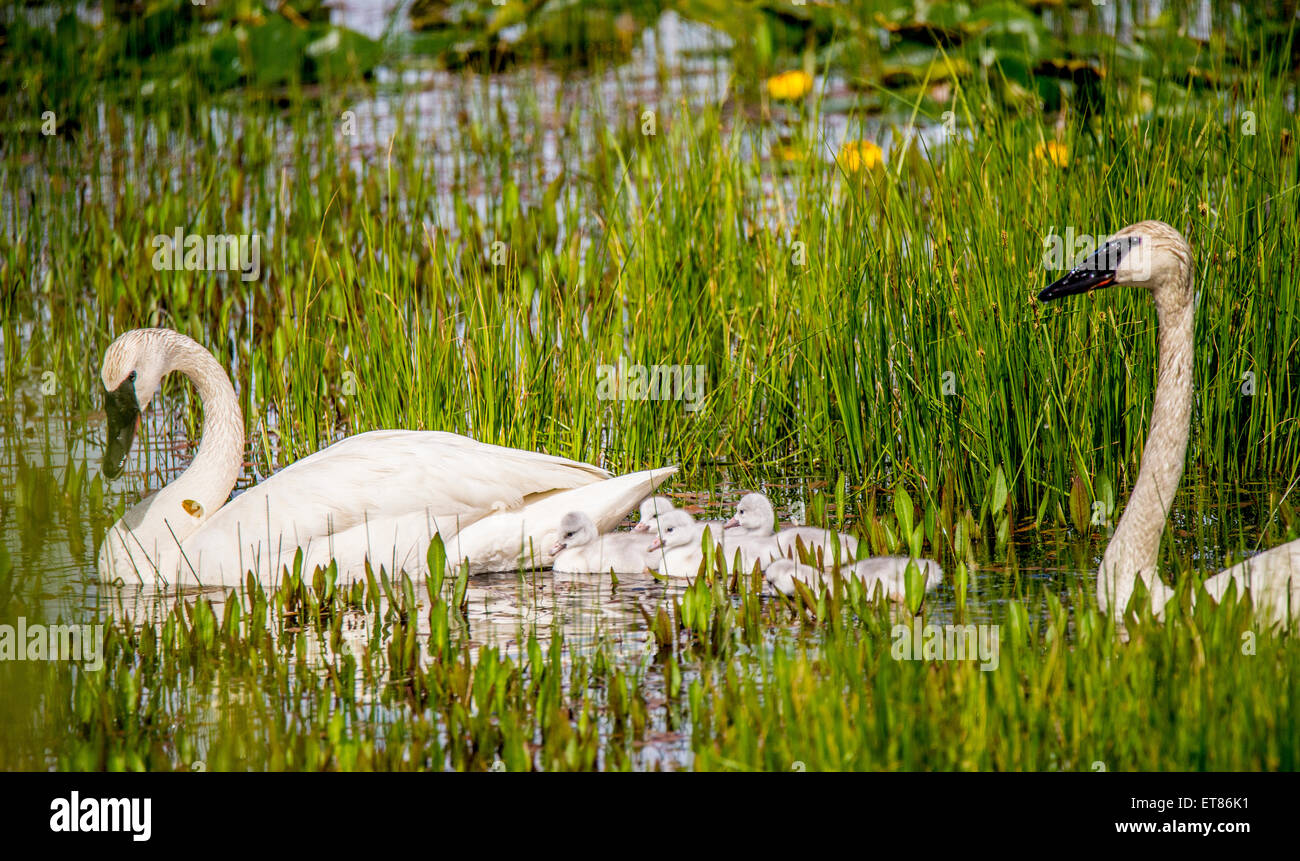 Adult Trumpeter Swans and Cygnets, Swan Lake, Island Park, Idaho, USA ...