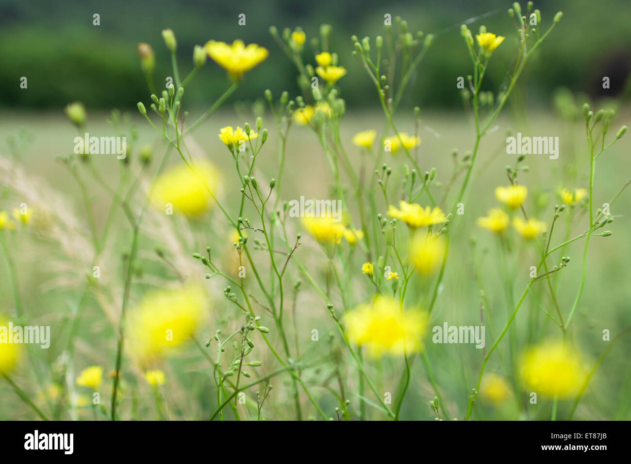 Amazing yellow flowers, in spring, with blurred background Stock Photo ...