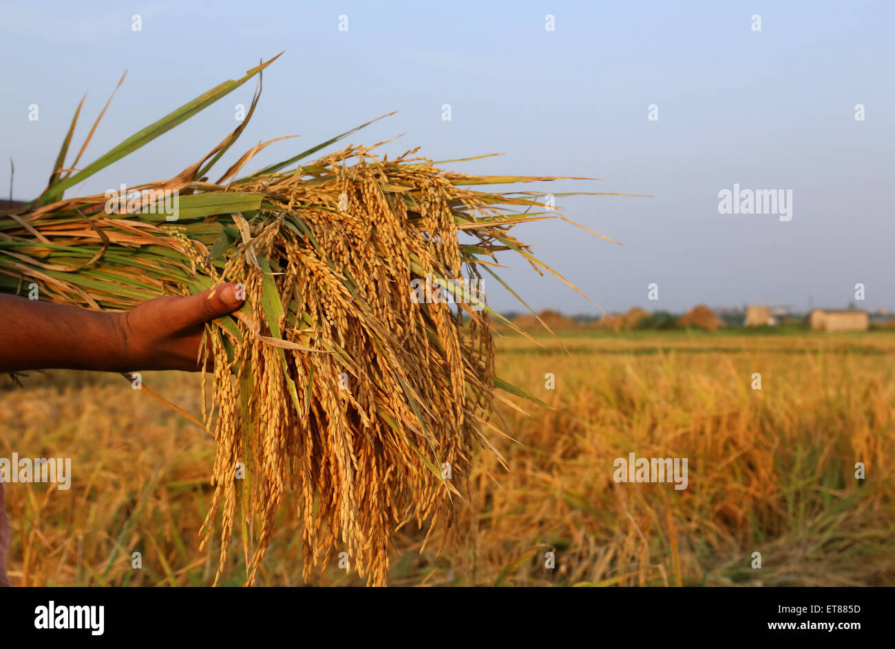 Bunch rice plant hi-res stock photography and images - Alamy