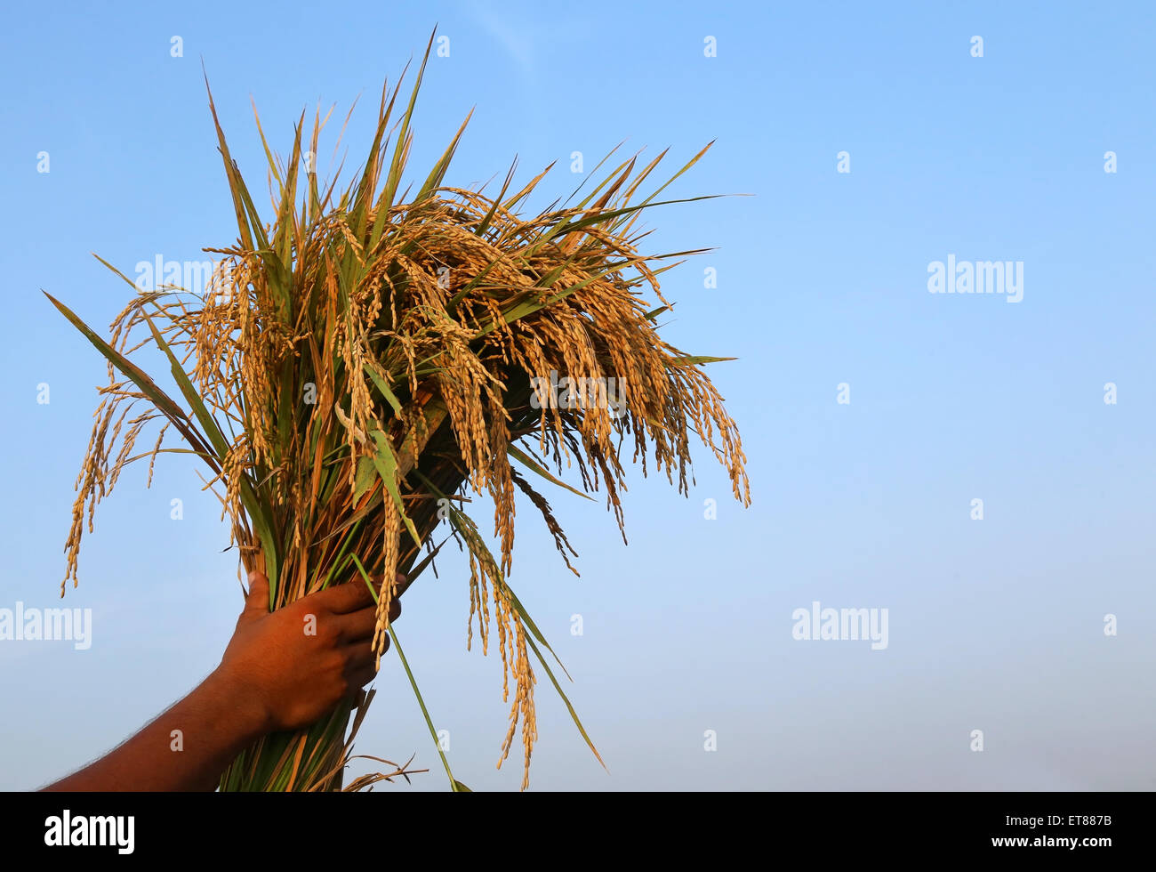Bunch of paddy hi-res stock photography and images - Alamy