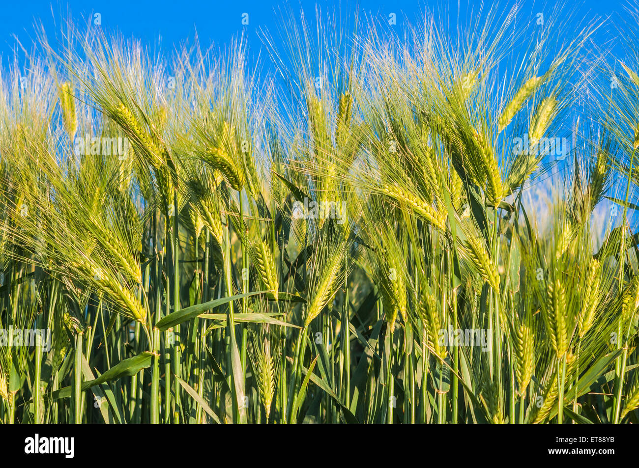 Ripe grain hi-res stock photography and images - Alamy