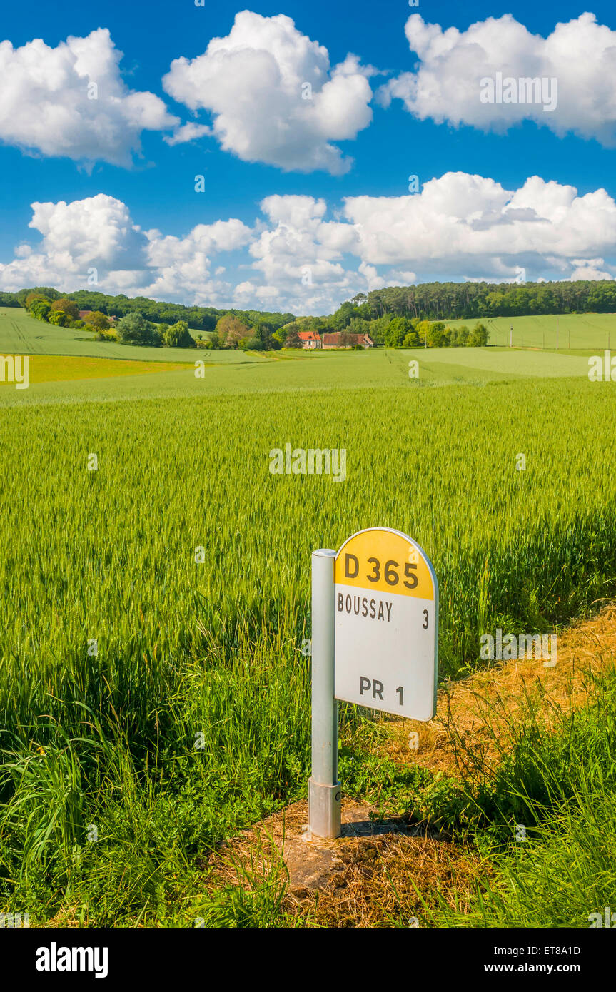 Field of ripening Corn - France Stock Photo - Alamy