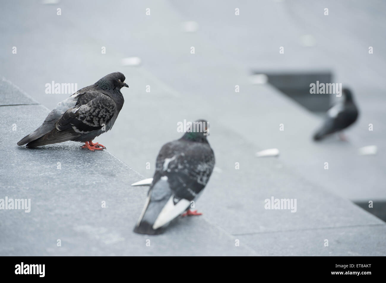 Pigeons London steps Stock Photo - Alamy