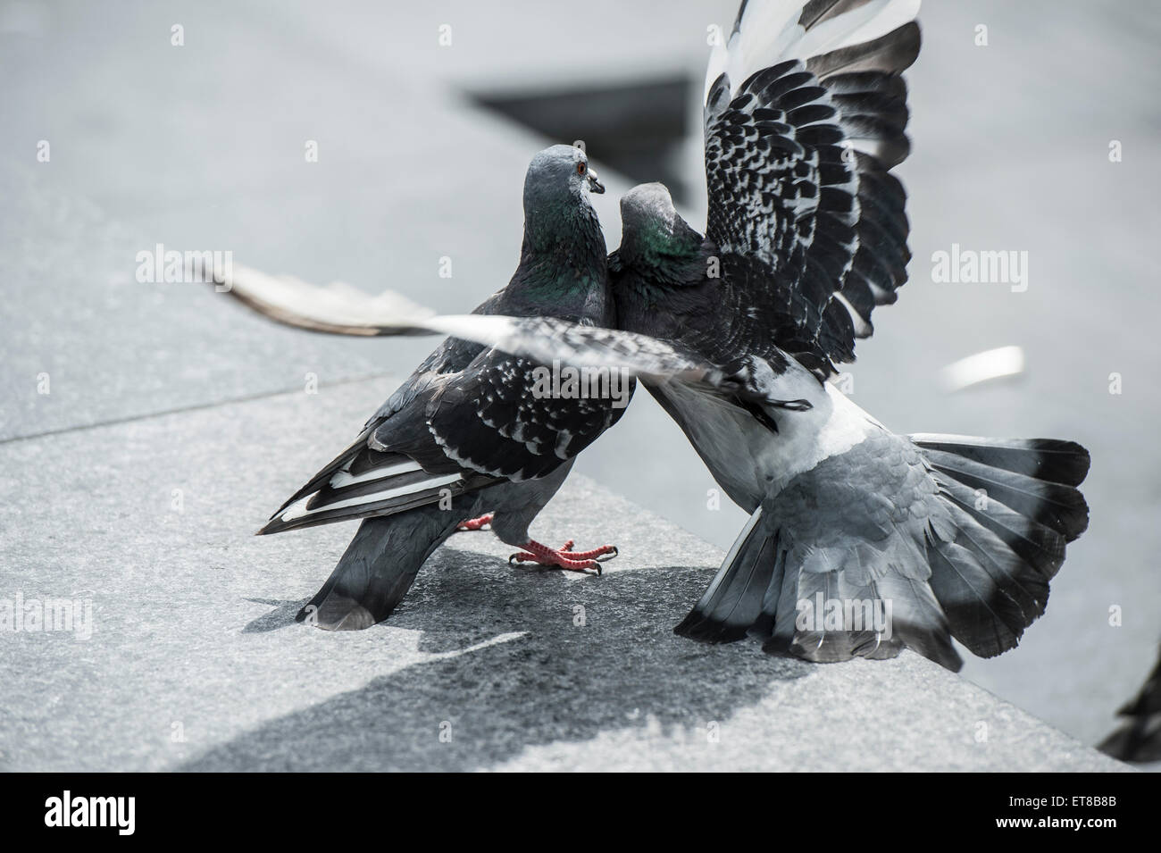 Pigeons mating hi-res stock photography and images - Alamy