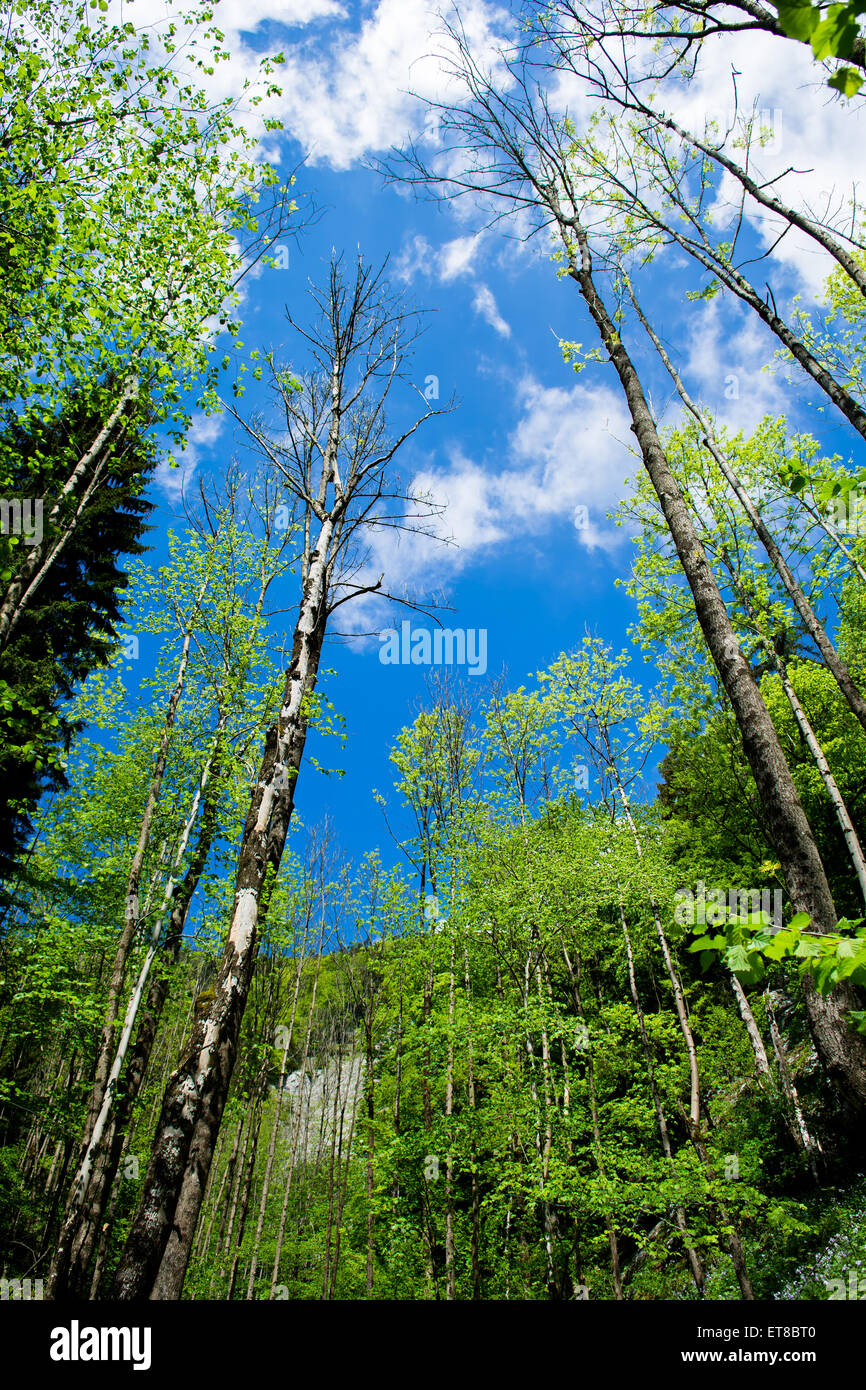 Mountain Forest With High Trees In Austria Stock Photo - Alamy