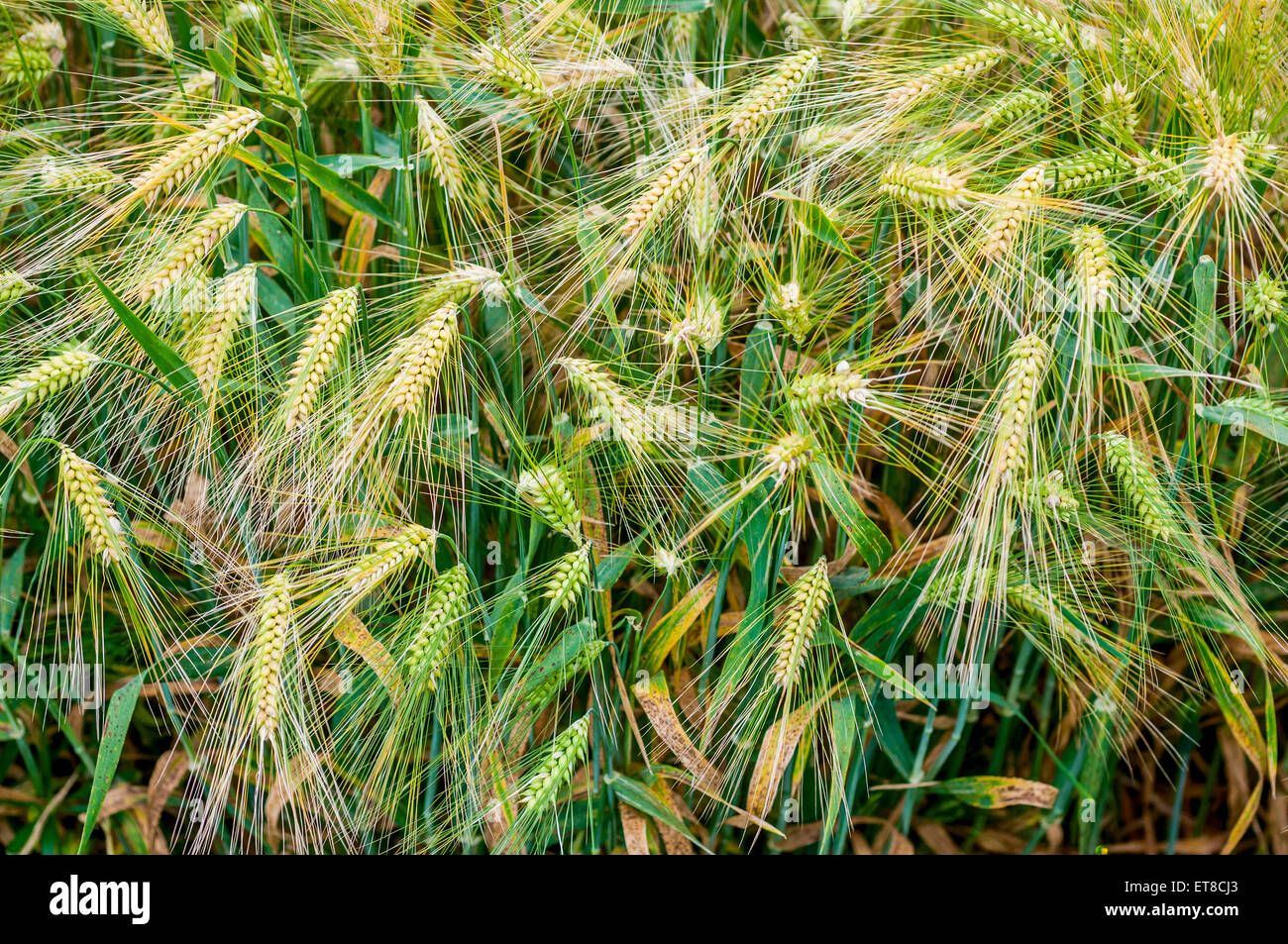 Winter barley hi-res stock photography and images - Alamy