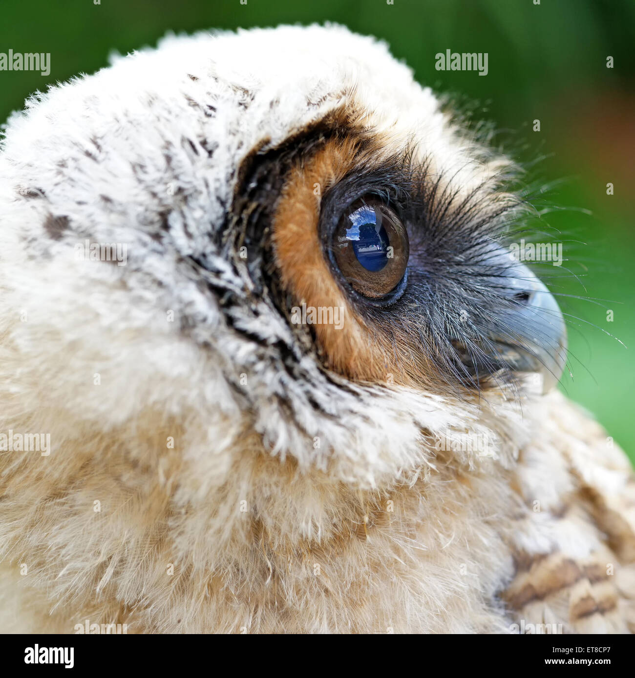 Strix bird hi-res stock photography and images - Alamy