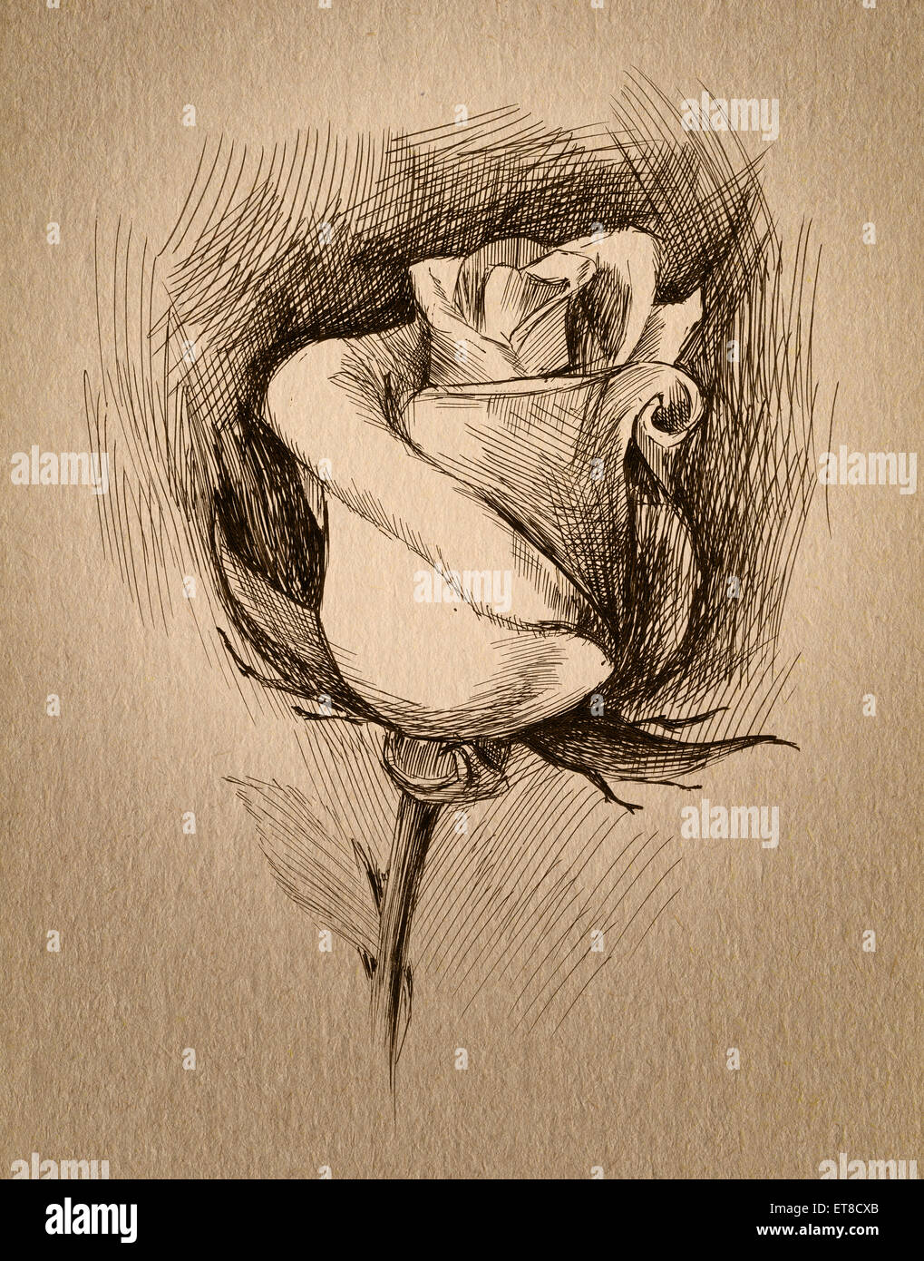 flower sketch on rough paper Stock Photo - Alamy