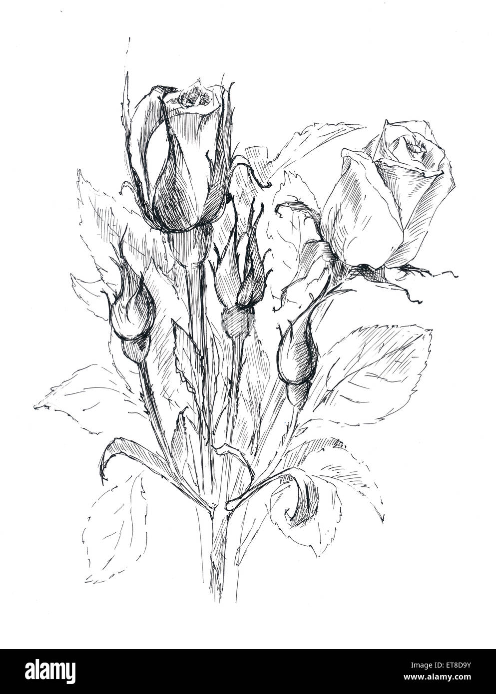 Vintage flower illustration detailed Cut Out Stock Images & Pictures ...