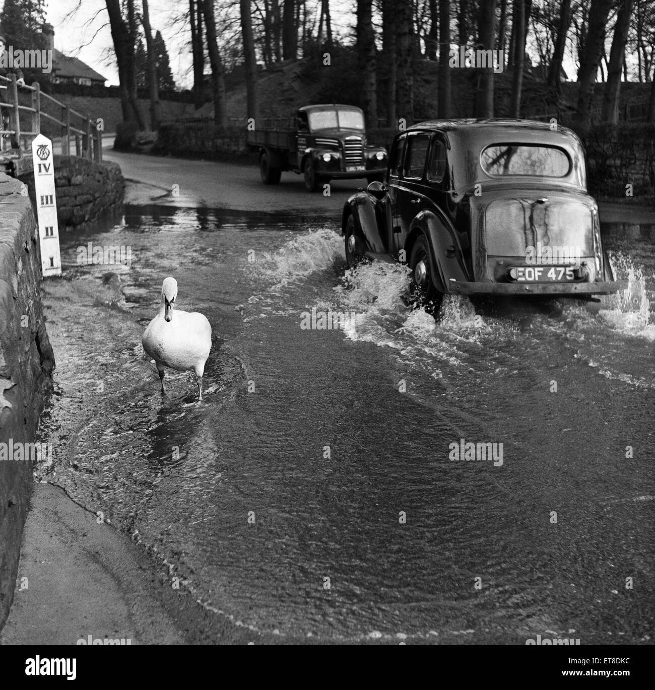 Swans are splashed by passing cars at the flooded Ford, in Kenilworth ...