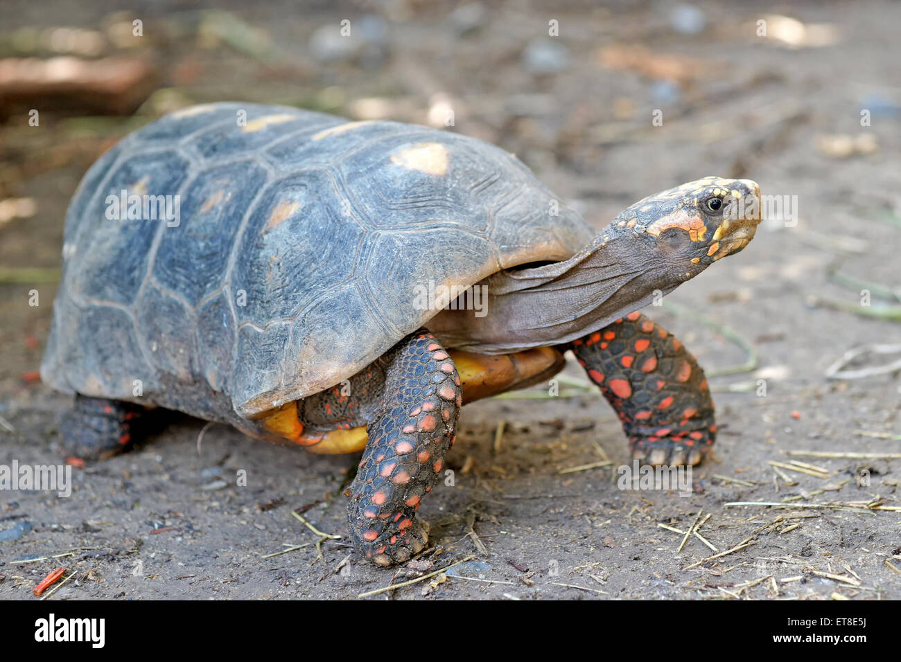 redfoot tortoise with nature background Stock Photo - Alamy