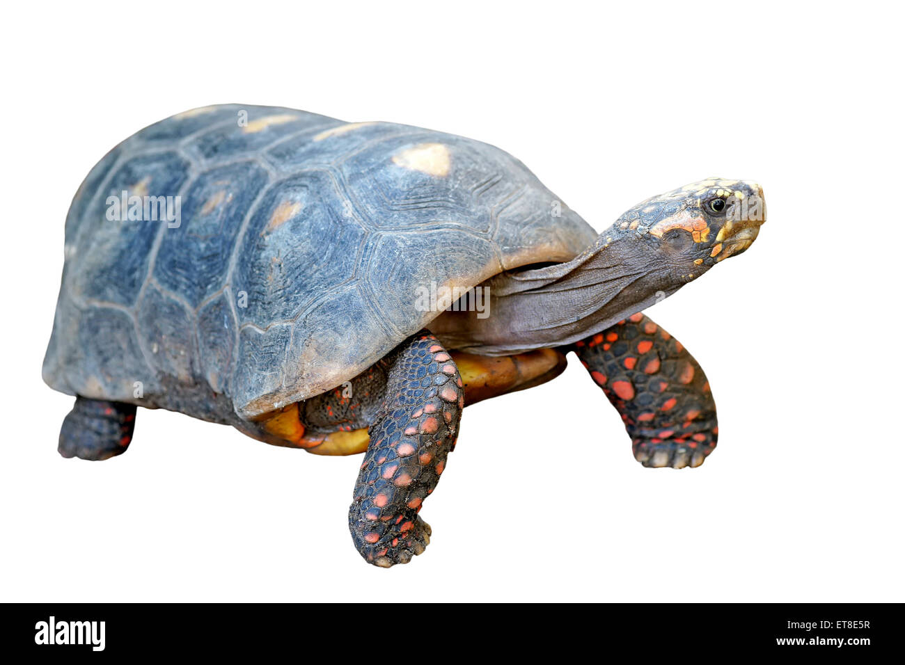 redfoot tortoise isolated on white background Stock Photo - Alamy