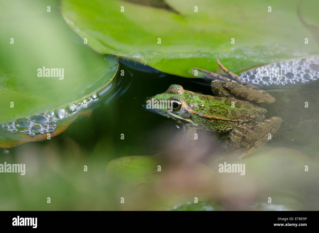 Iberian frog hi-res stock photography and images - Alamy
