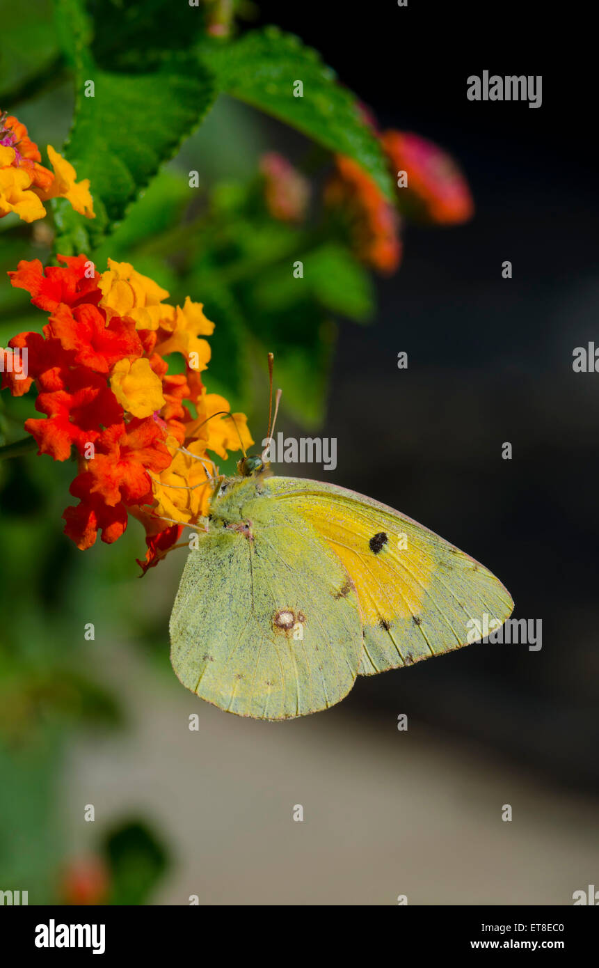Dark Clouded Yellow or Common Clouded Yellow, butterfly, Colias croceus ...