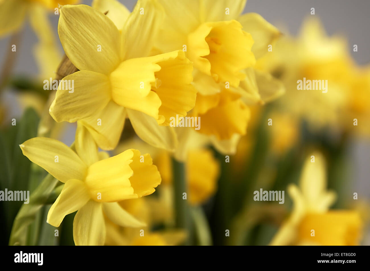 Yellow daffodils forming floral background. Visible individual flowers ...