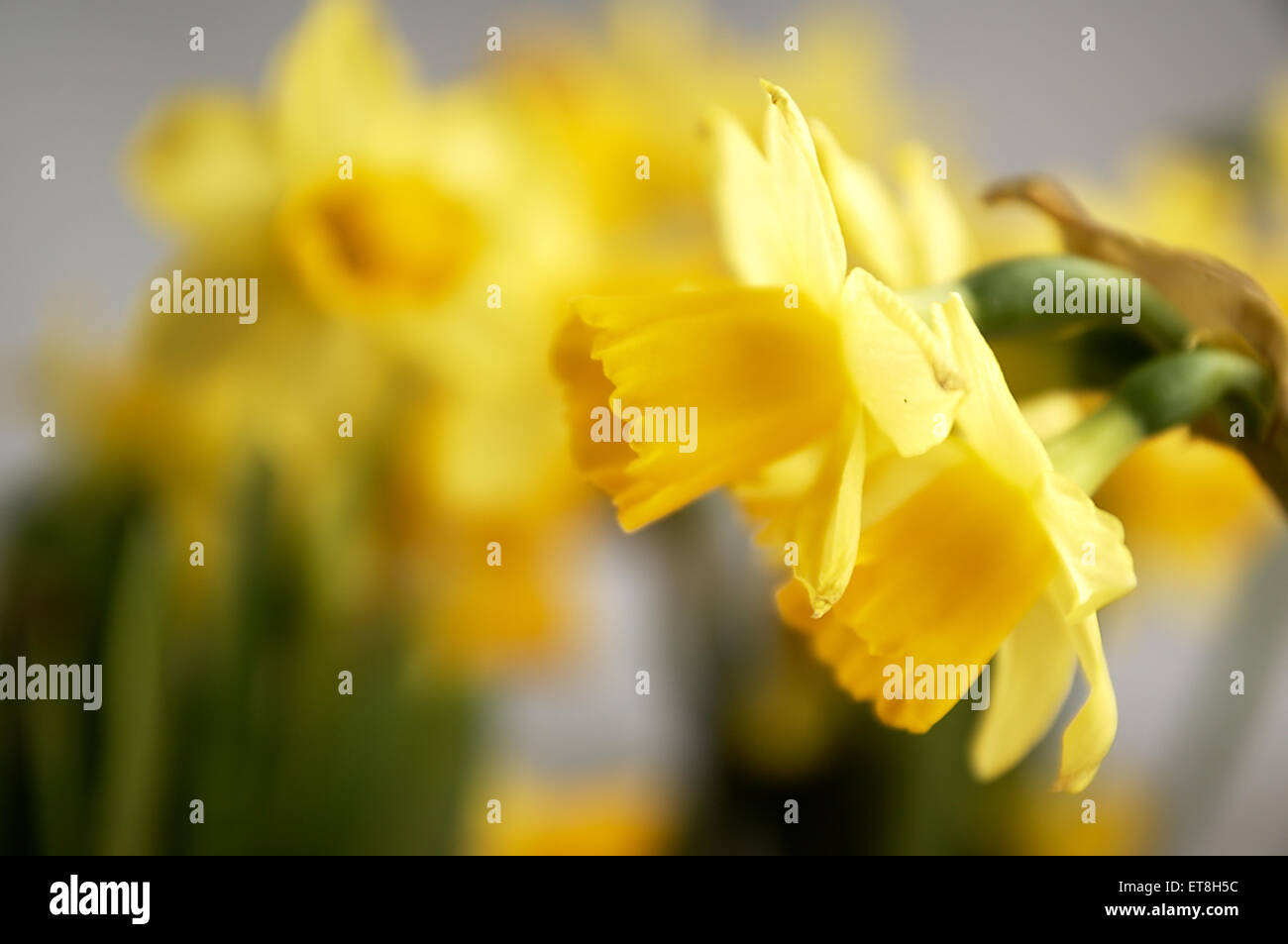Yellow daffodils forming floral background. Visible individual flowers ...