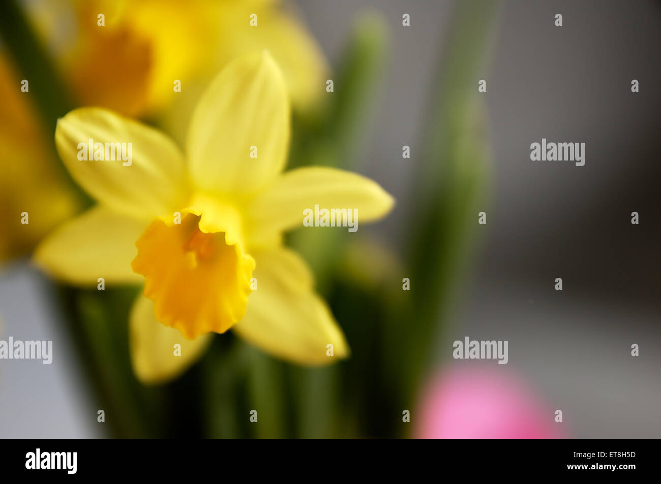 Yellow daffodils forming floral background. Visible individual flowers ...