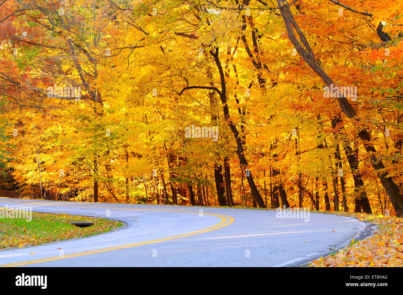 A forest road curves to the left before a brilliant panoply of golden ...