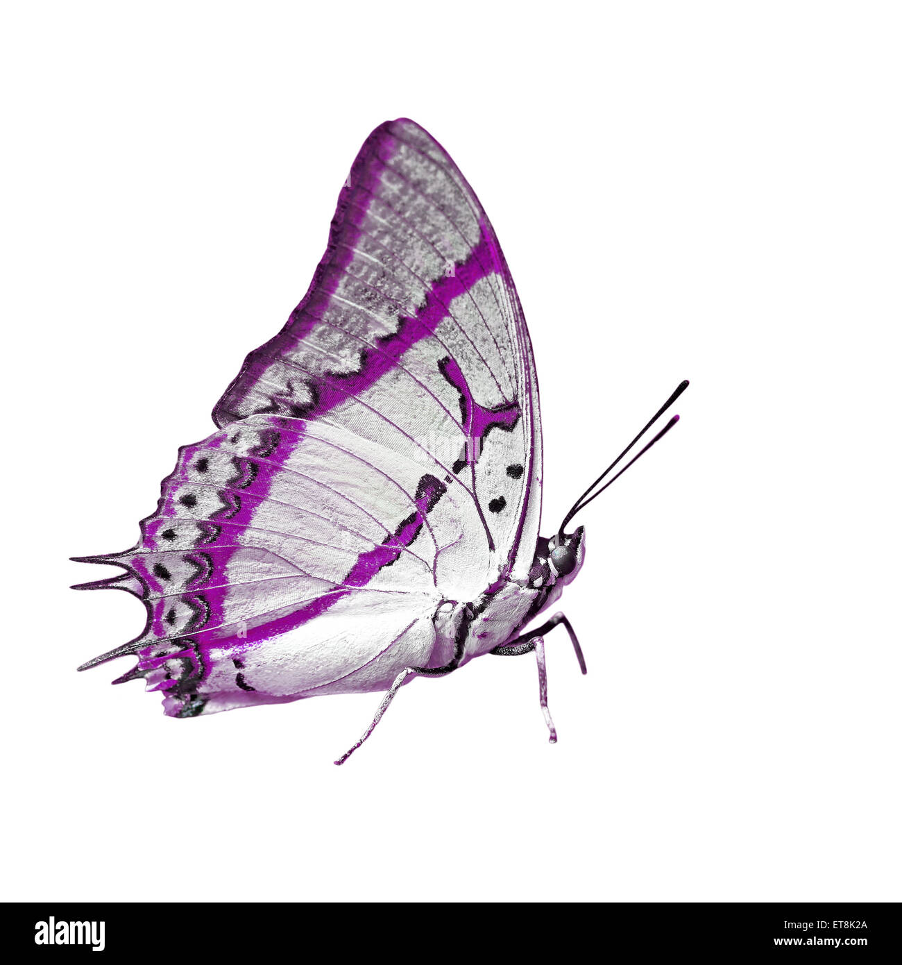 exotic purple color butterfly isolated on white background Stock Photo ...