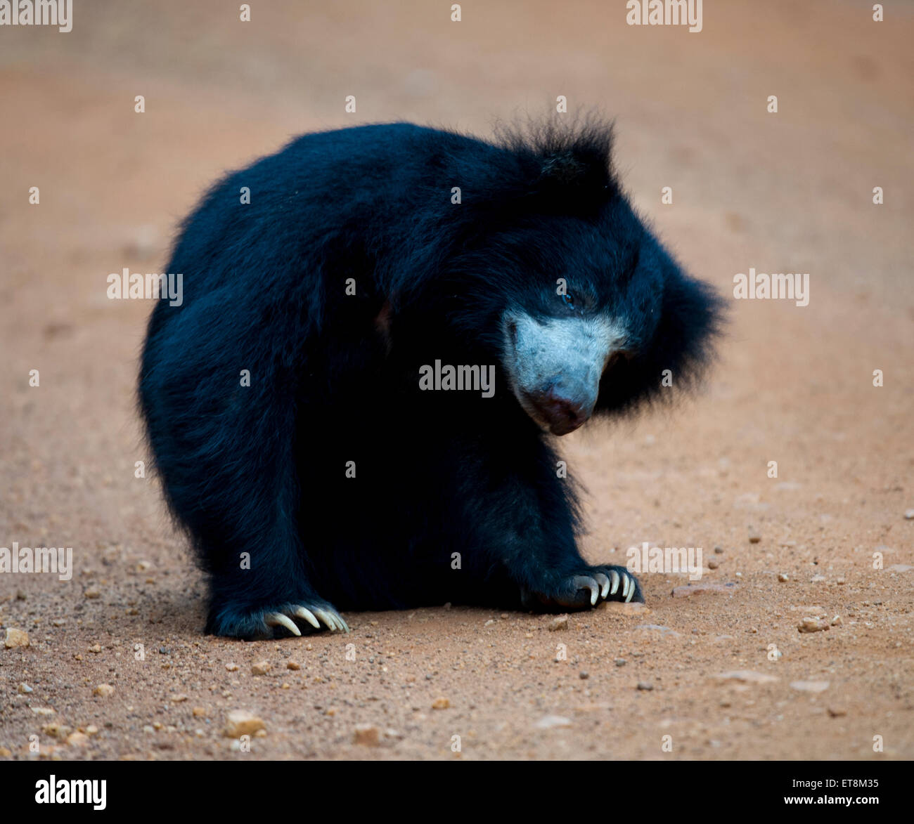 Sloth bear having a scratch and sniffing for ants Stock Photo - Alamy