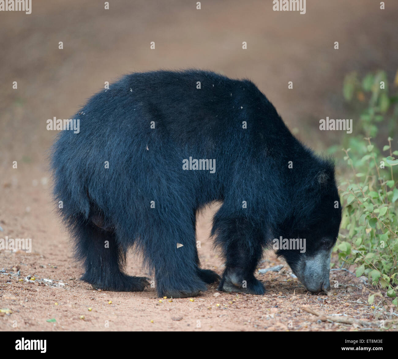 Sloth bear having a scratch and sniffing for ants Stock Photo - Alamy