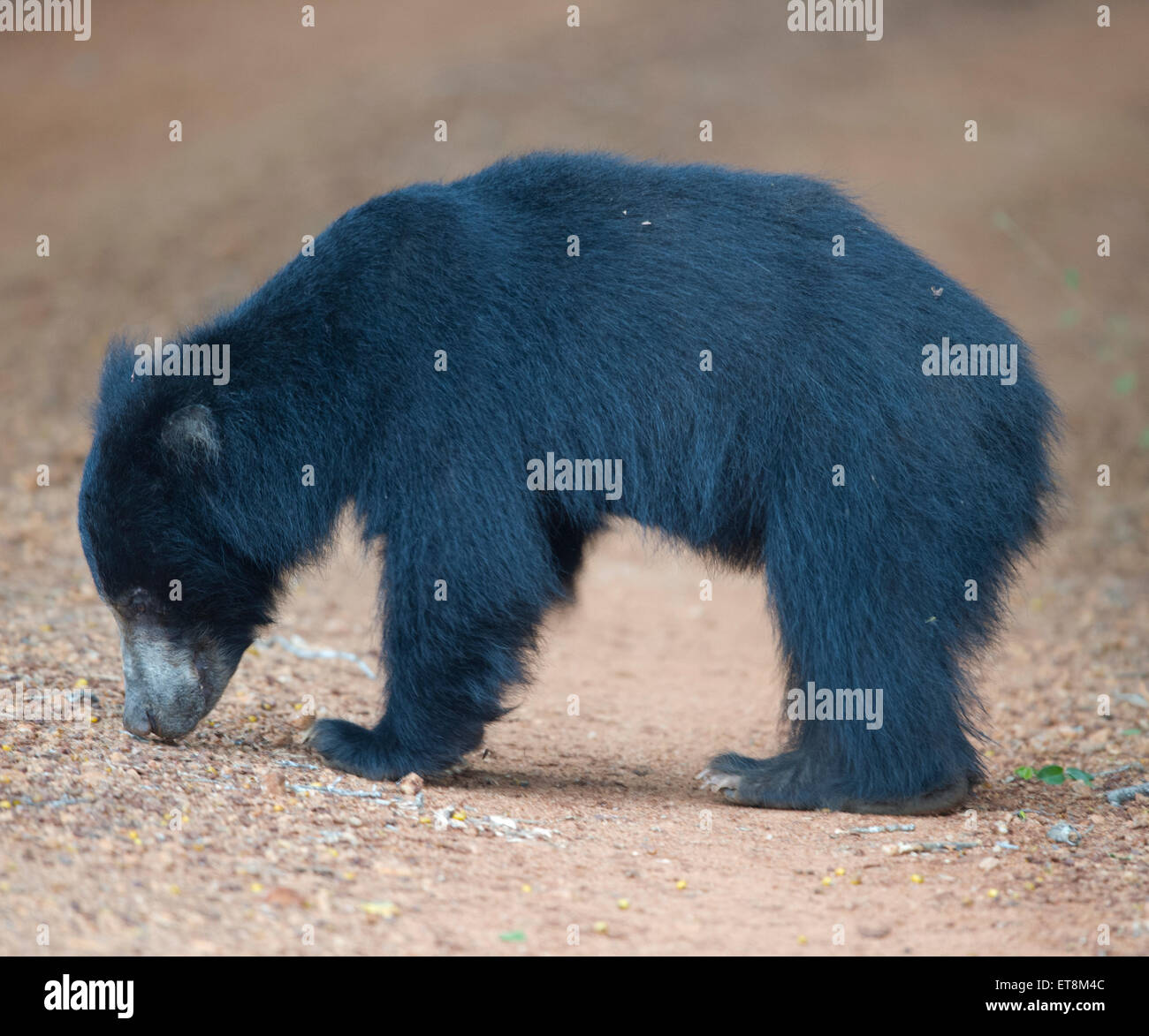 Sloth bear having a scratch and sniffing for ants Stock Photo - Alamy