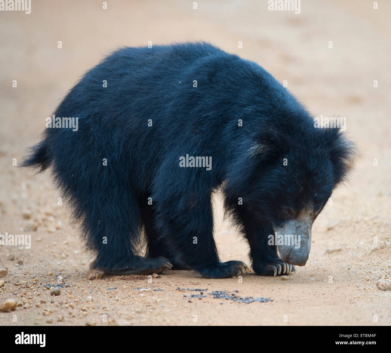 Sloth bear having a scratch and sniffing for ants Stock Photo - Alamy