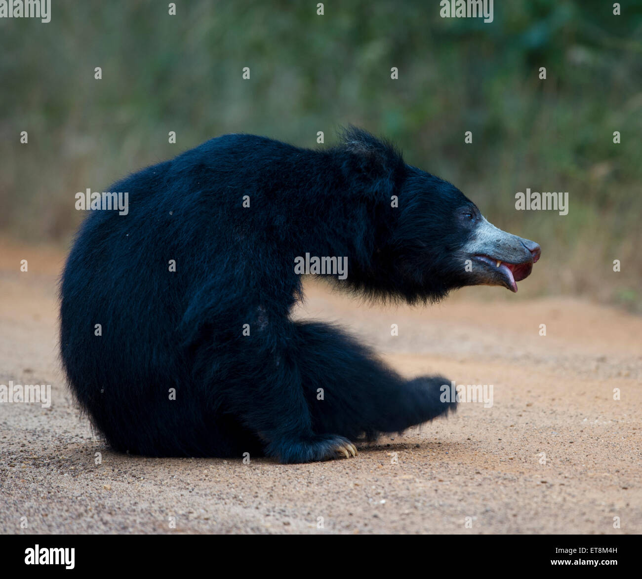 Bear Scratching With His Paws High Resolution Stock Photography and ...