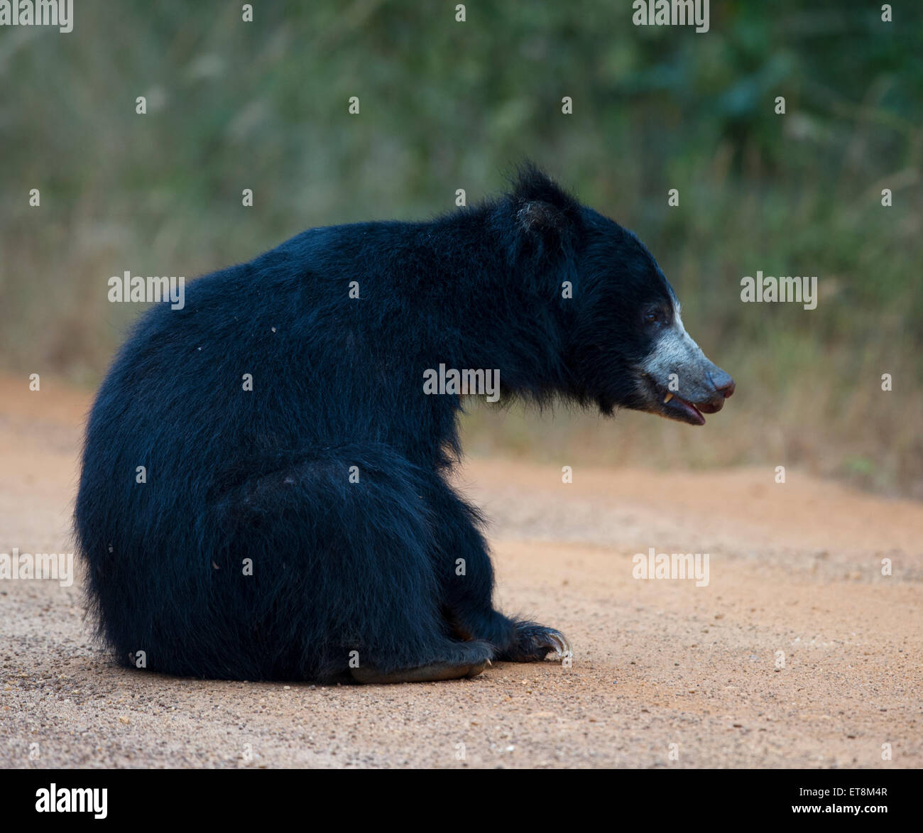 Sloth bear having a scratch and sniffing for ants Stock Photo - Alamy